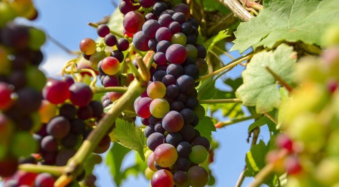Sour Grapes – Church of the Holy Trinity